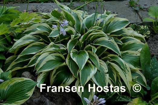 Hosta Wolverine - Fransen Hostas